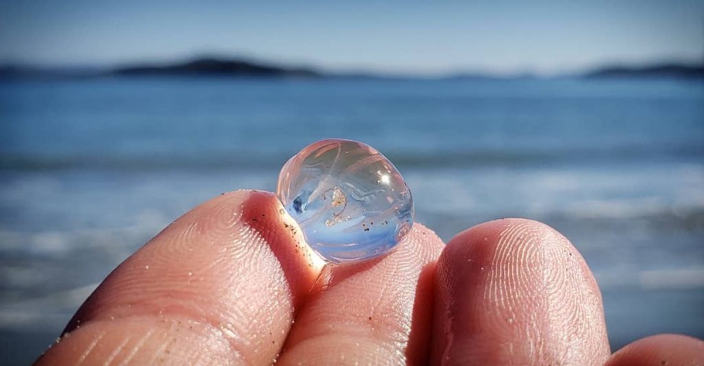 You Probably Had No Idea These 12 Transparent Animals Even Existed, But ...